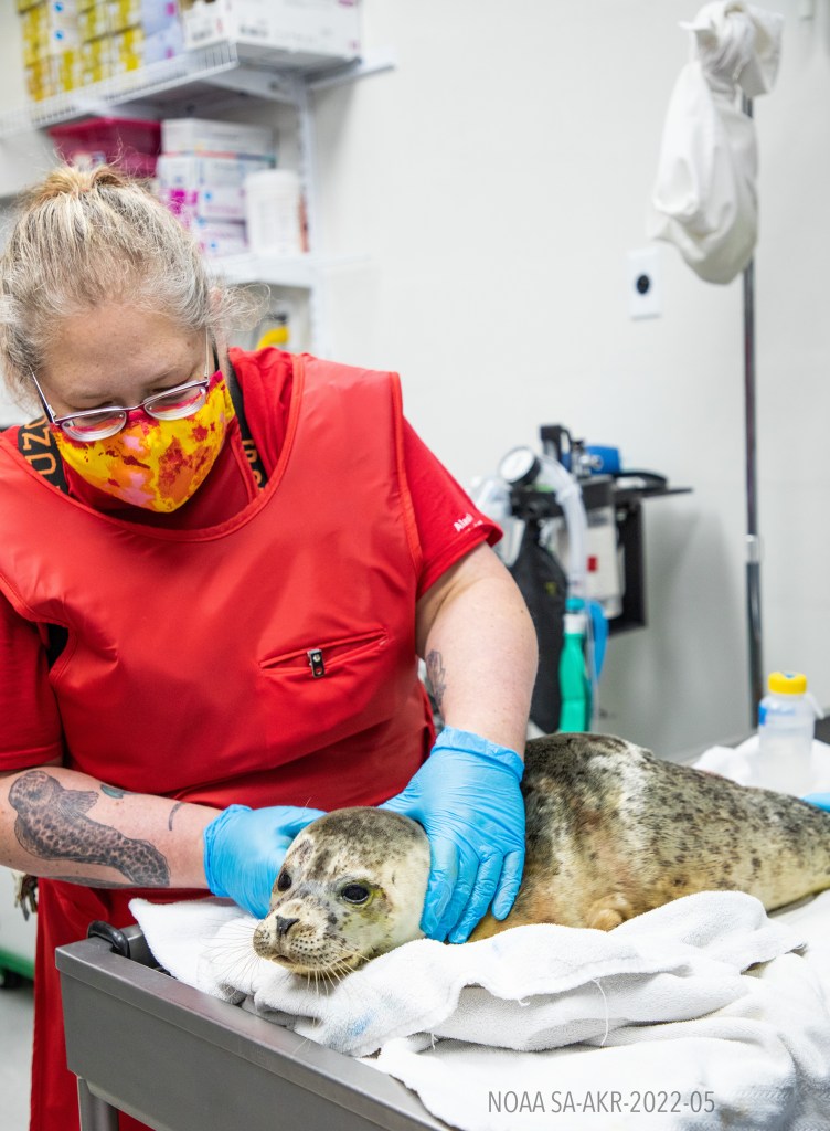 ASLC Admits Two New Marine Mammal Patients - Latest Stories