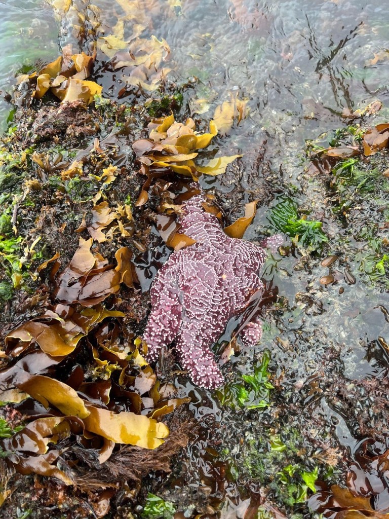 “Tidepooling: Embracing Alaska Through a Gentle Touch” - Latest Stories