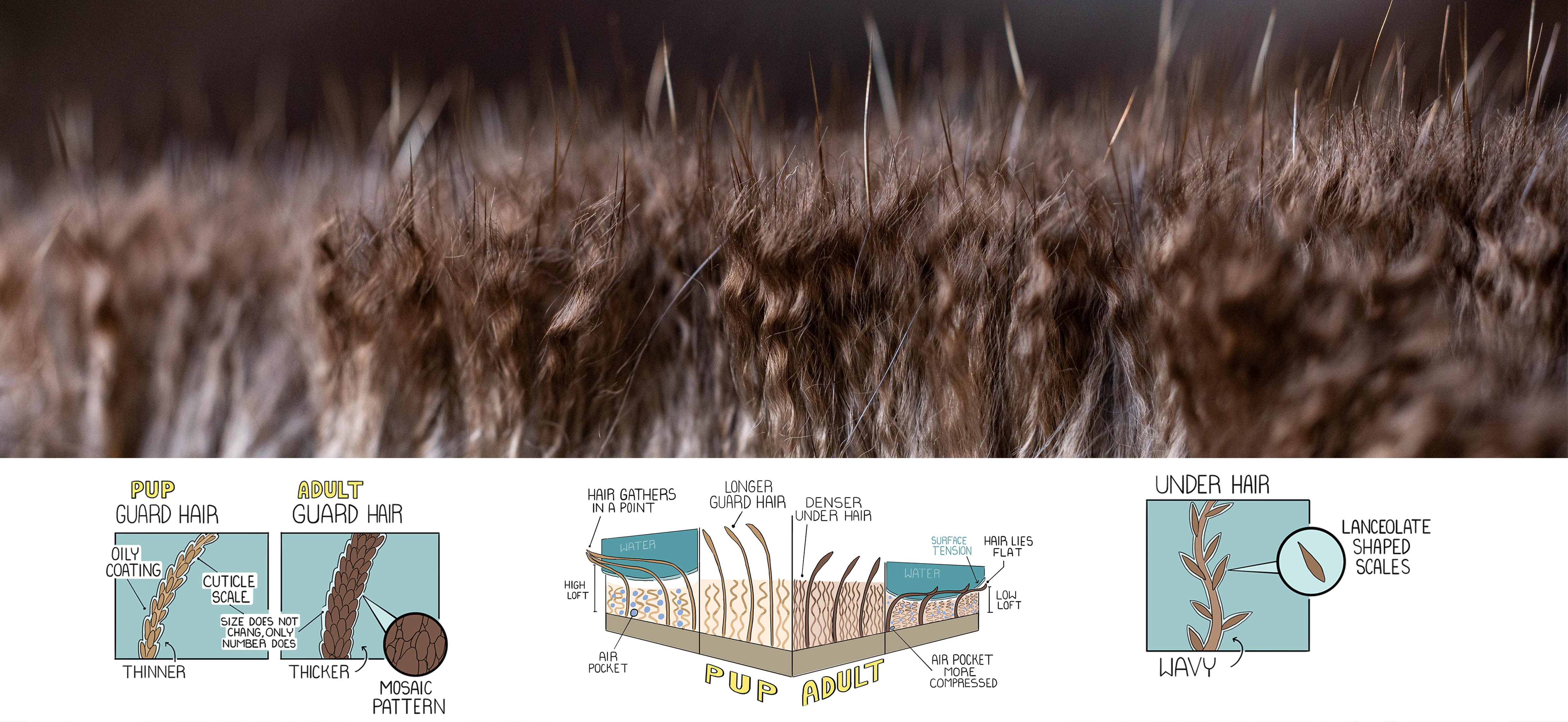 Fur Real: The Science Keeping Sea Otters Warm - Latest Stories